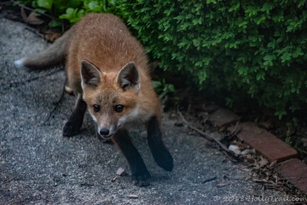 Young foxes in the backyard.