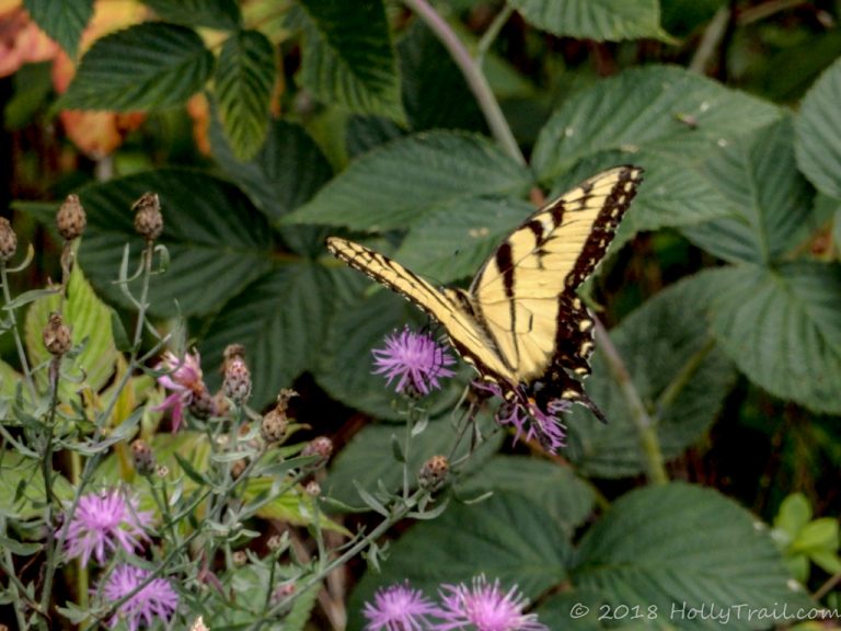 Sights from Hawksbill Mountain in Shenandoah National Park