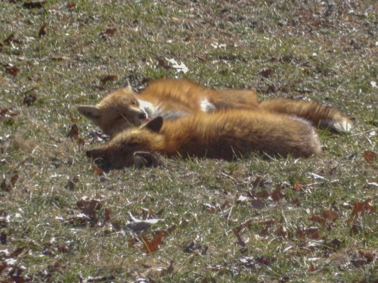 Virginia Foxes - Winter 2019