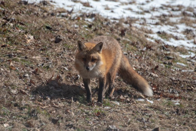 Virginia Foxes - Winter 2019